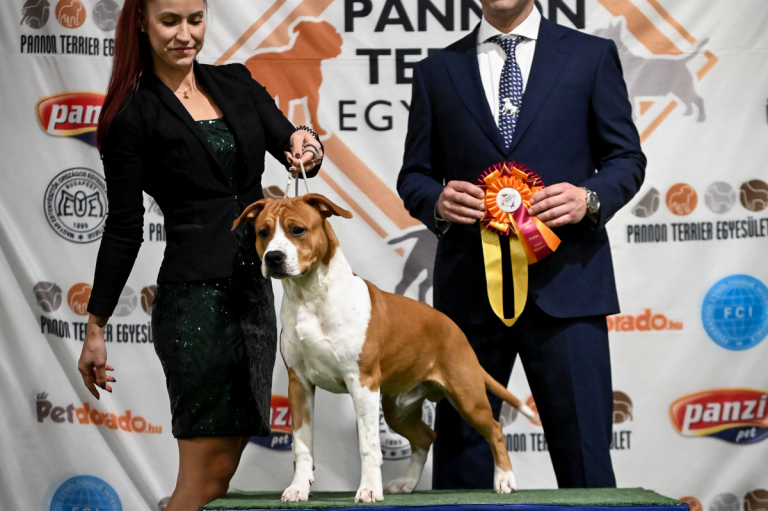 THE BIGGEST AMSTAFF WEEKEND A VERY SUCCESSFUL ONE - DOUBLE TROUBLE psarna